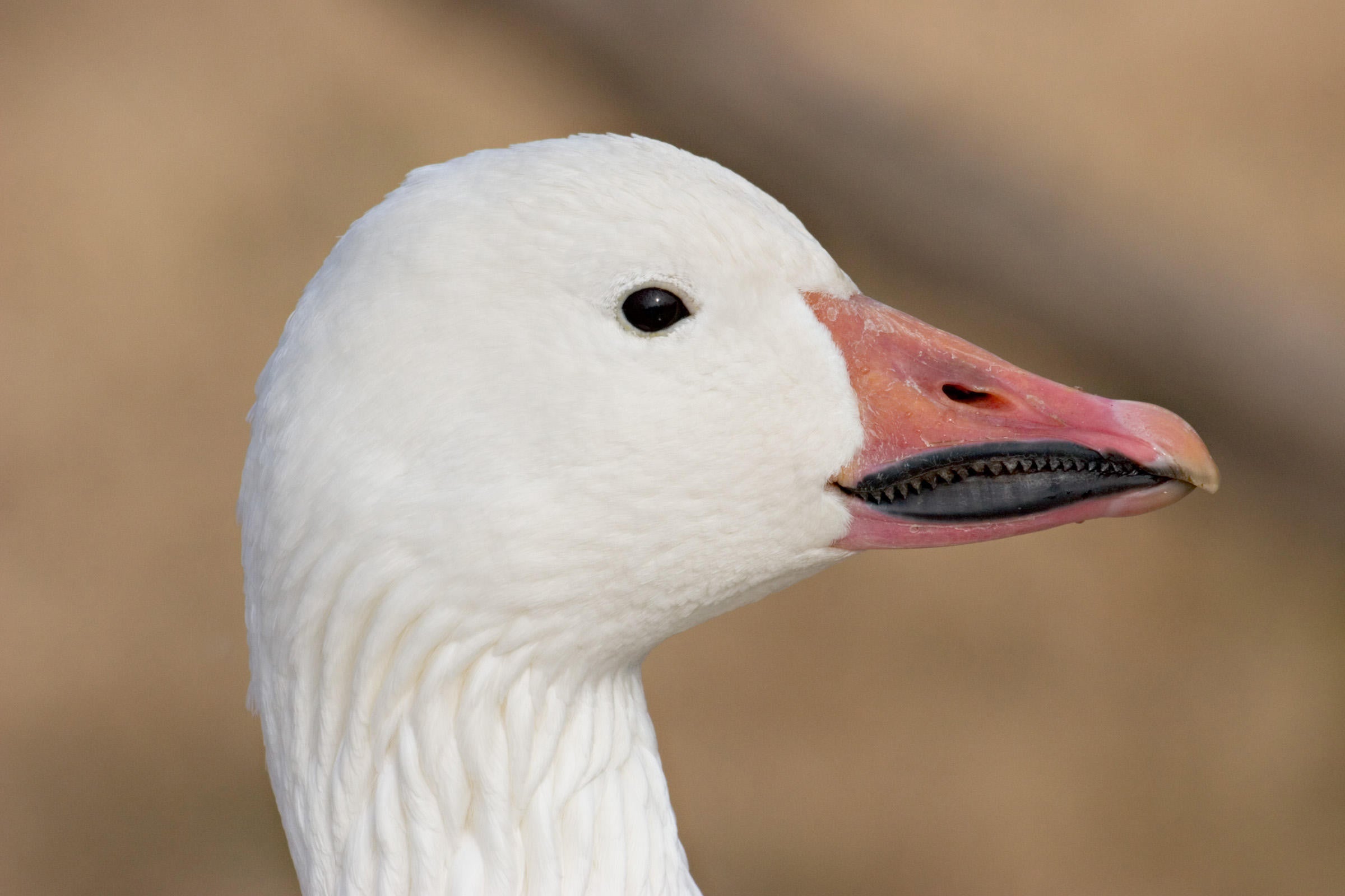 Greater Snow Goose Track – Juvie Juke Box